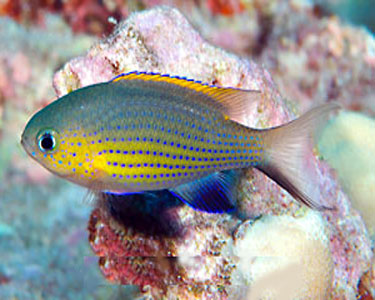 Chromis Vanderbilt - Akvarieboden