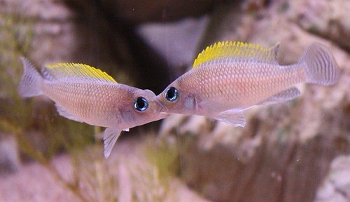 Neolamprologus caudopunctatus - Akvarieboden