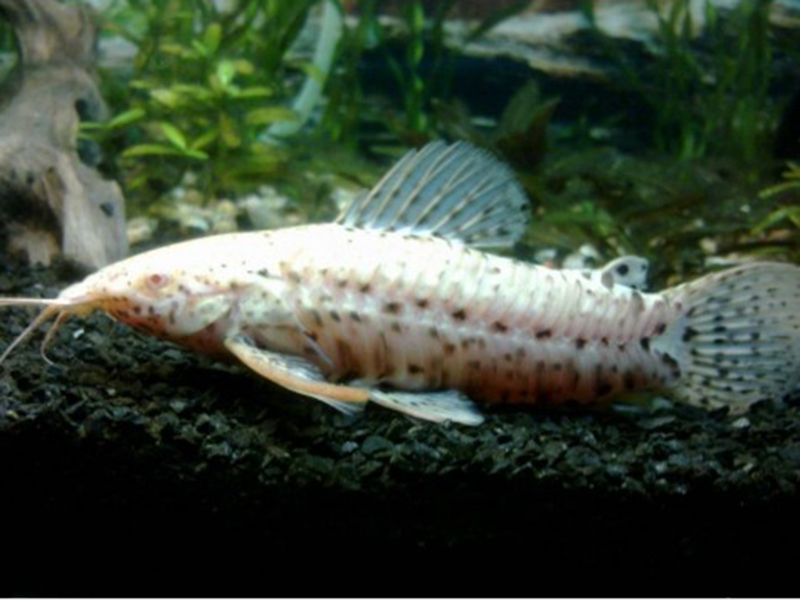 Hoplosternum thoracatum albino - Akvarieboden