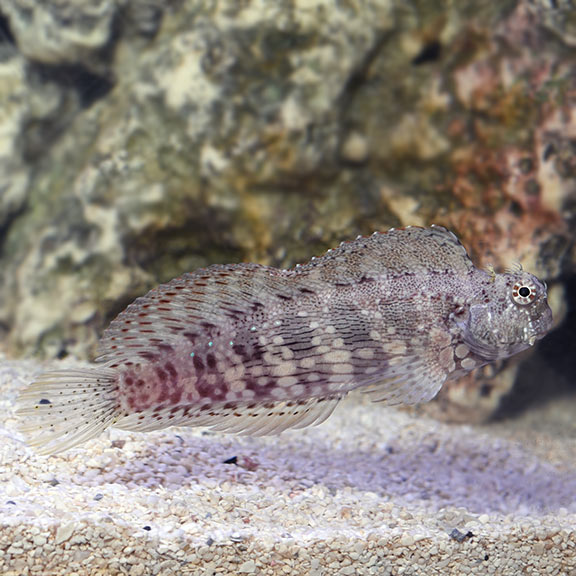 Algeblenny Salarias fasciatus Medium - Akvarieboden