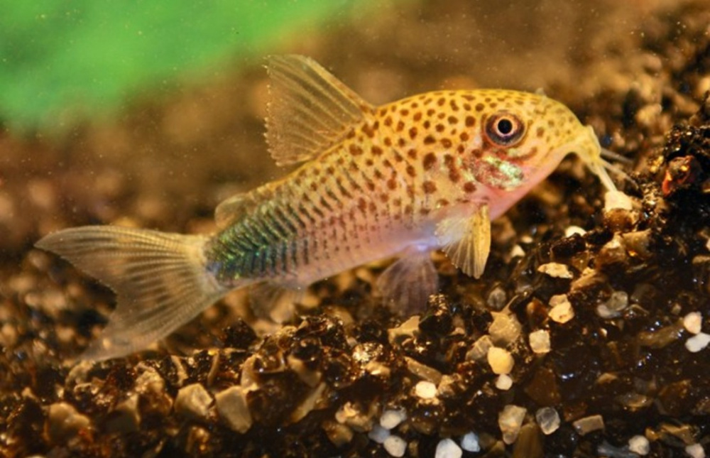 Corydoras Similis 3,5-4cm F1 -Akvarieboden.net - Akvarieboden
