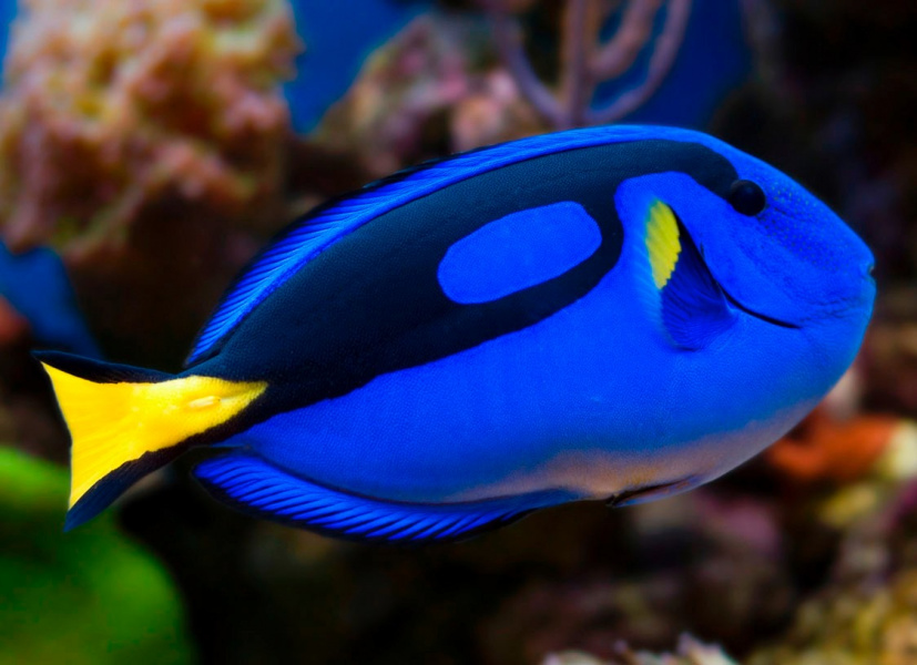 Blue Tang Paracanthurus hepatus - Akvarieboden