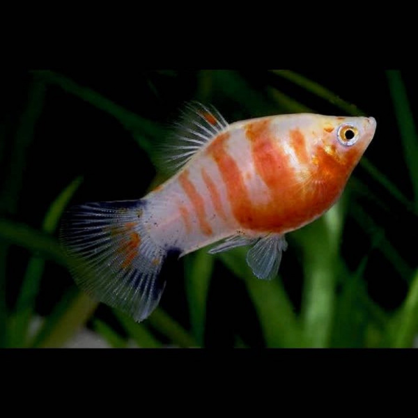 PLATY KORALL GUL ZEBRA 3-4CM - Akvarieboden