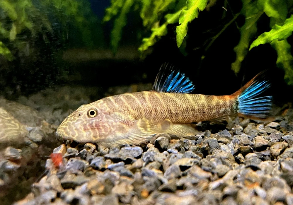 Gastromyzon SP Bluetail VF - Akvarieboden