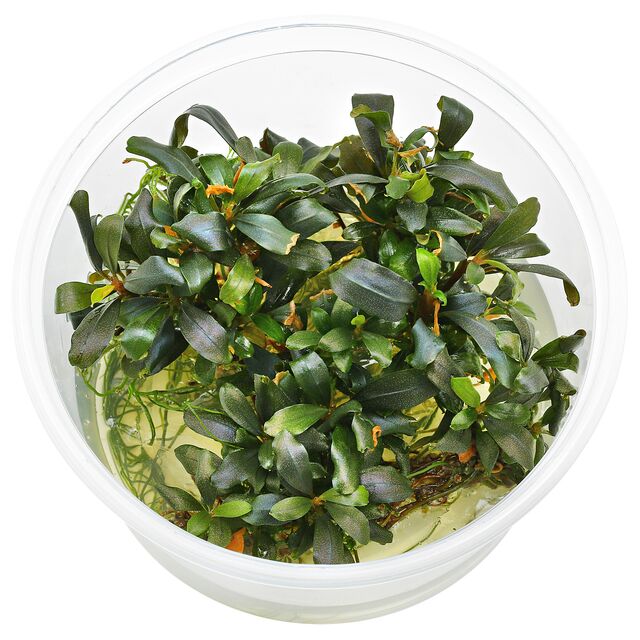 BUCEPHALANDRA SP. 'LAMANDAU MINI RED' (sjelden) - Akvarieboden