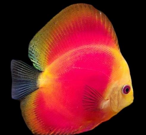 Super Red Melon Discus 12-14cm - Akvarieboden
