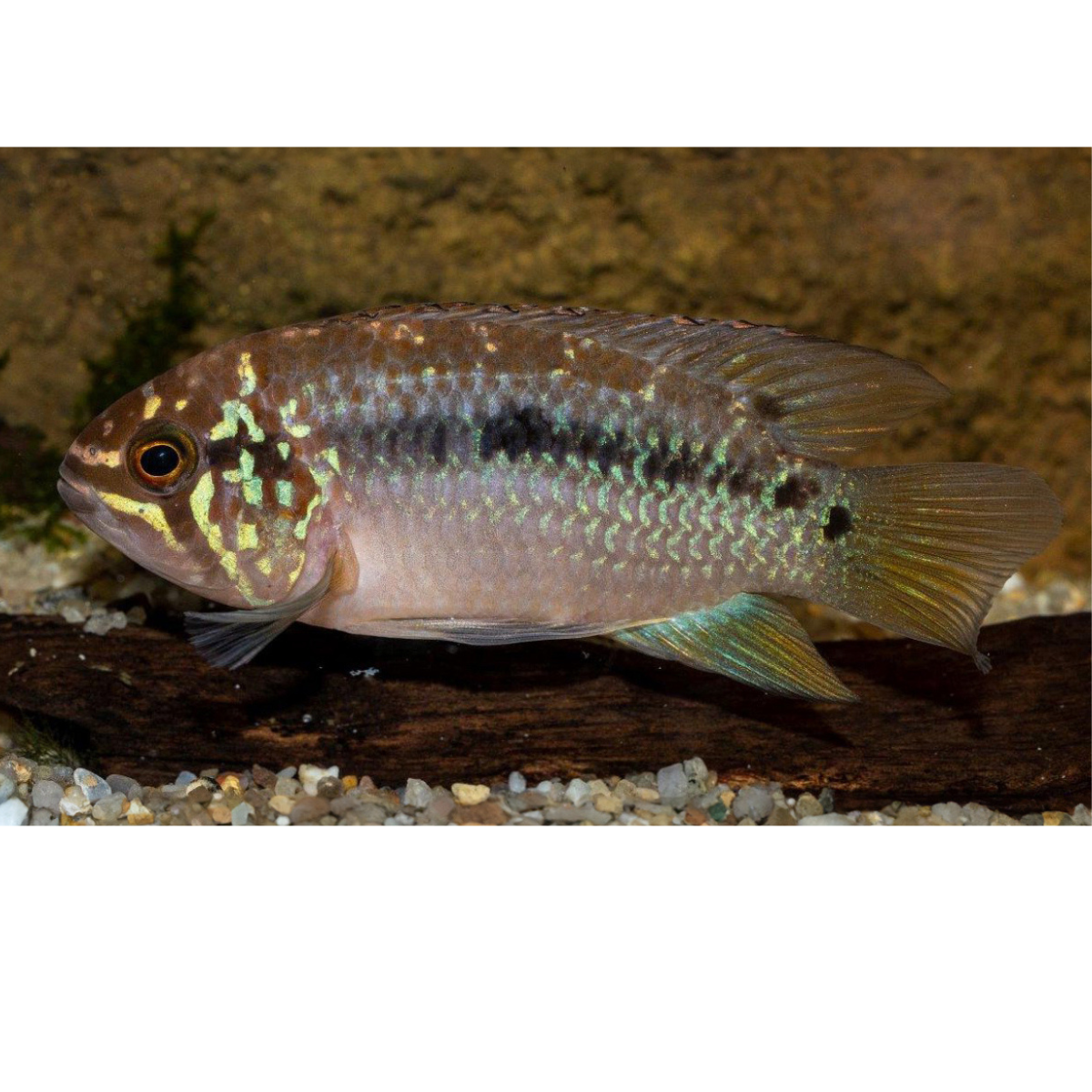 IVANACARA BIMACULATA F1 - Akvarieboden
