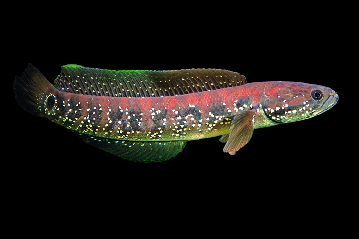 Channa asiatica VF 20cm - Akvarieboden