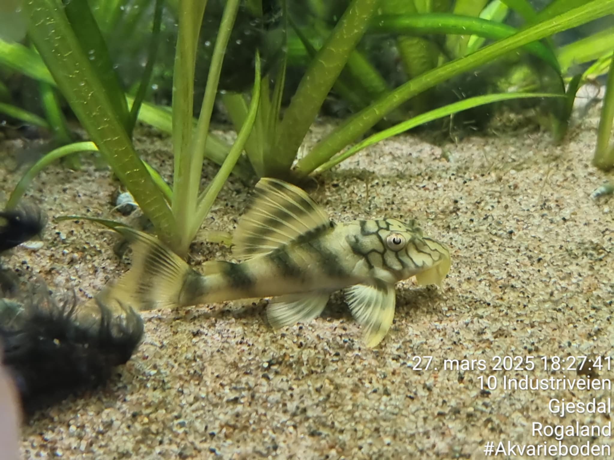 Peckoltia braueri L121 / L135 - Akvarieboden